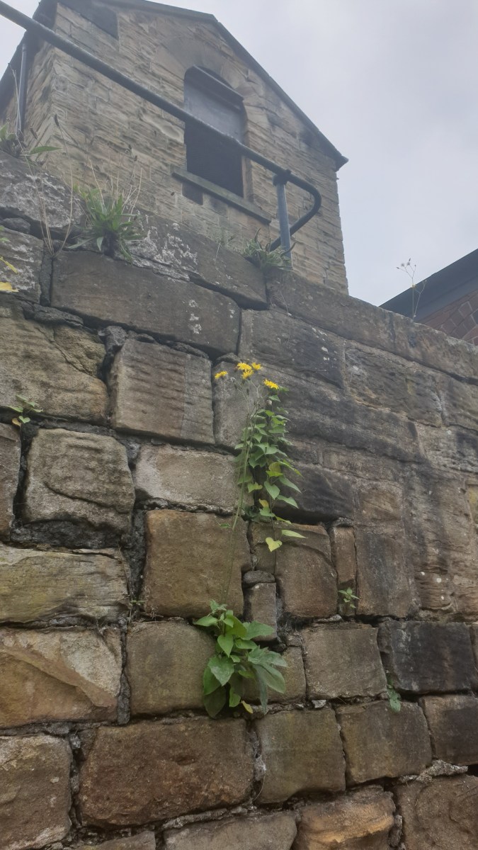 Autumn falls; rising hope | Friends of Hemingfield Colliery